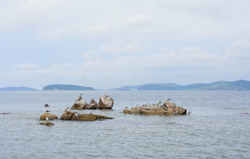 Gulls sunbathing on rocks stock photo. Image of breeze - 99285136