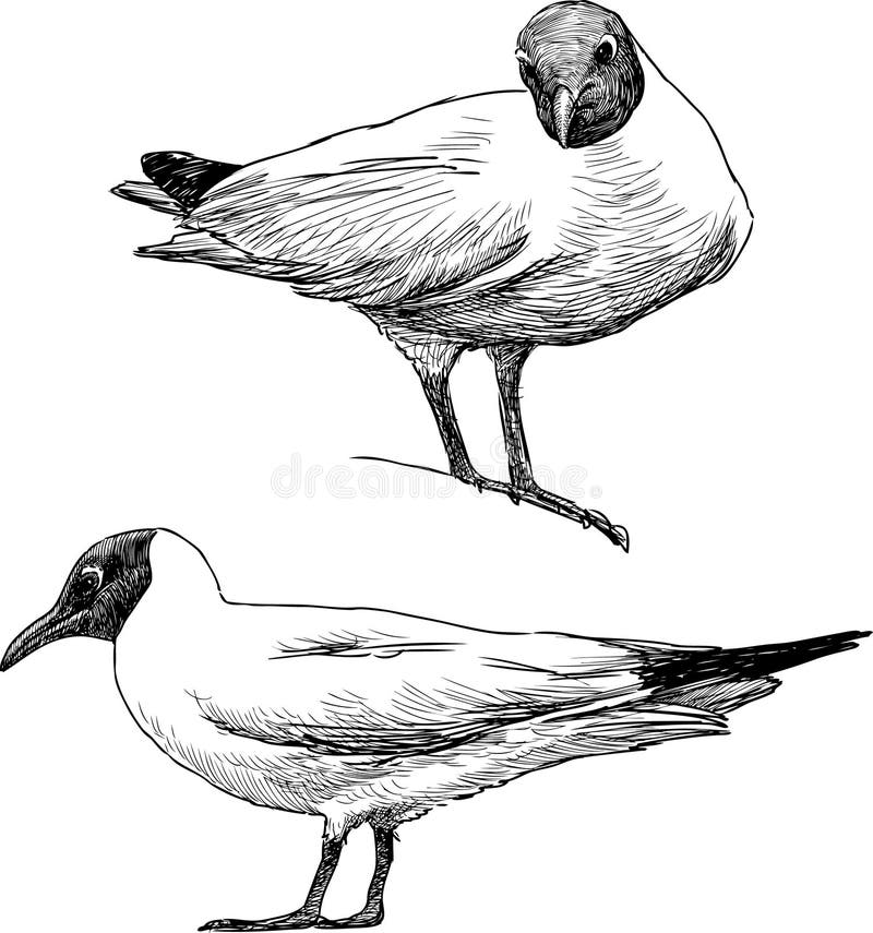 Gulls stock vector. Illustration of fathery, realistic - 31143011