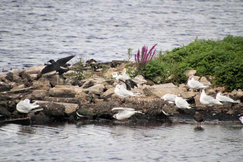 Gulls on the water stock image. Image of mere, nature - 198055721