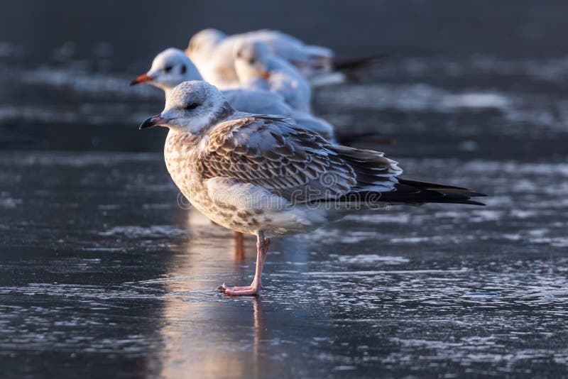 Gulls in a Winter Day, Standing on Frozen Surface of the River. Sunny ...