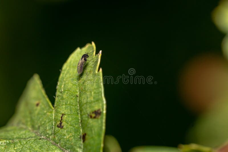 Gullwing on a leaf stock photo. Image of illness, animal - 231721628