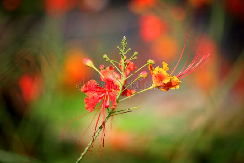 Gulmohar flower stock image. Image of tree, delicate - 22862871