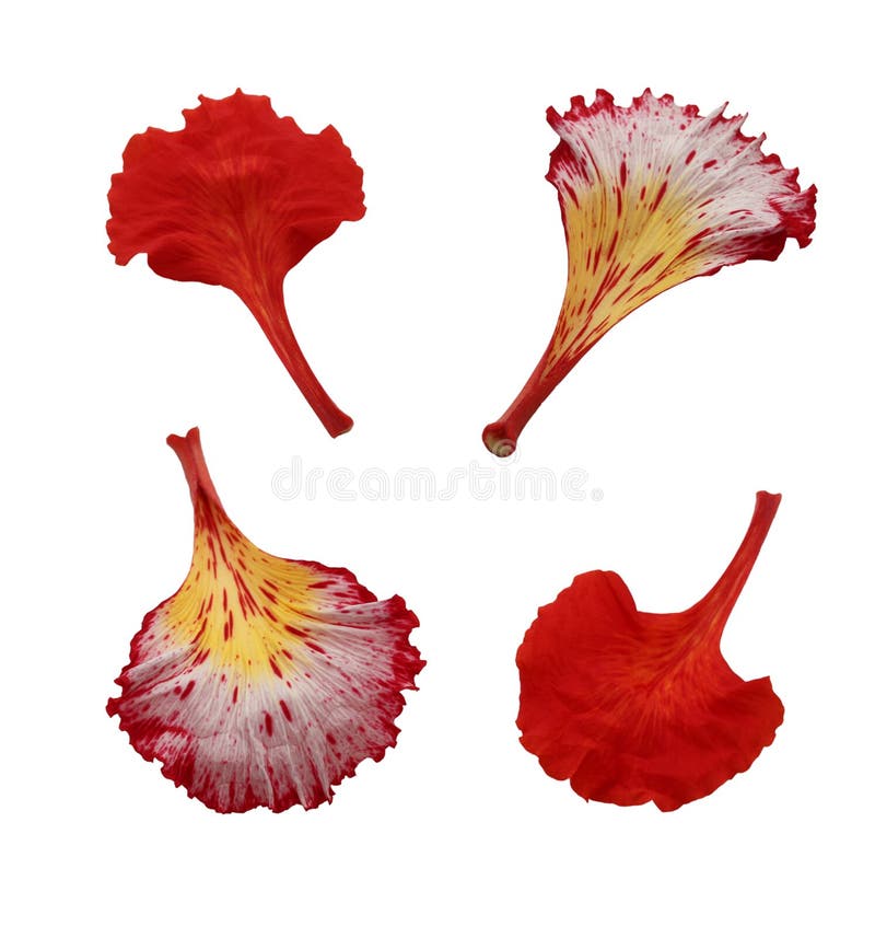 Gulmohar Flower in White Background. Stock Photo - Image of decorative ...