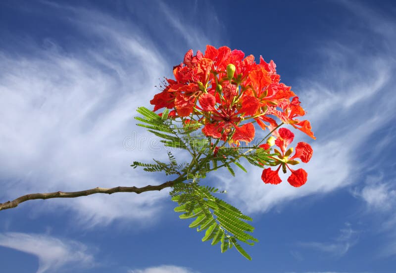 Gulmohar Flowers on Beautiful Clear Sky Stock Photo - Image of beauty ...