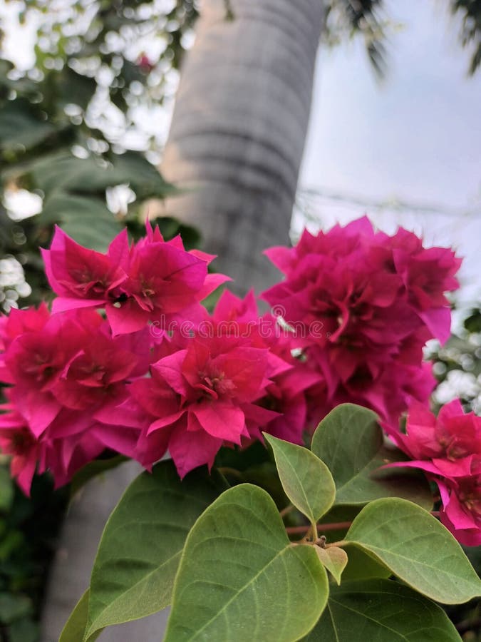 Gulmohar Flowers Pink Flower Natural Stock Image - Image of natu ...