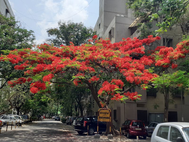 Gulmohar Red Flowers Summer Tropical Bloom Editorial Stock Photo ...