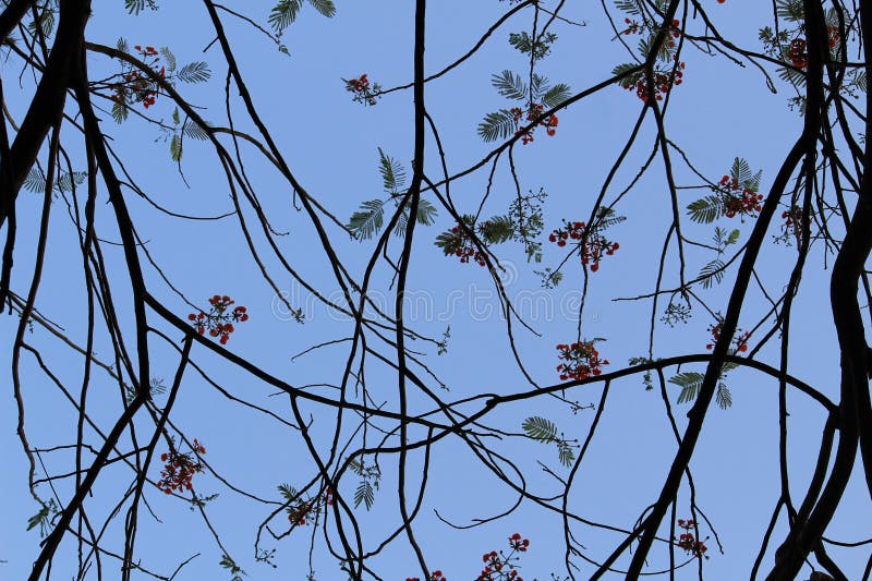 Gulmohar Tree in Summer Red Flowers Stock Image - Image of flowers ...