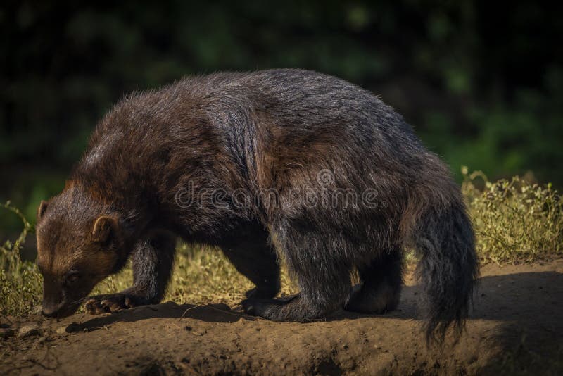 Gulo Gulo Animal in Autumn Nice Sunny Morning Stock Photo - Image of ...