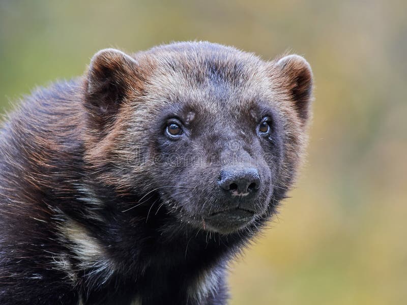 Gulo del Gulo di Wolverine immagine stock. Immagine di animale - 85117869