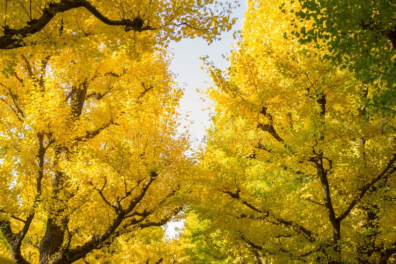 Gult Ginkgoträd underifrån fotografering för bildbyråer. Bild av höst ...