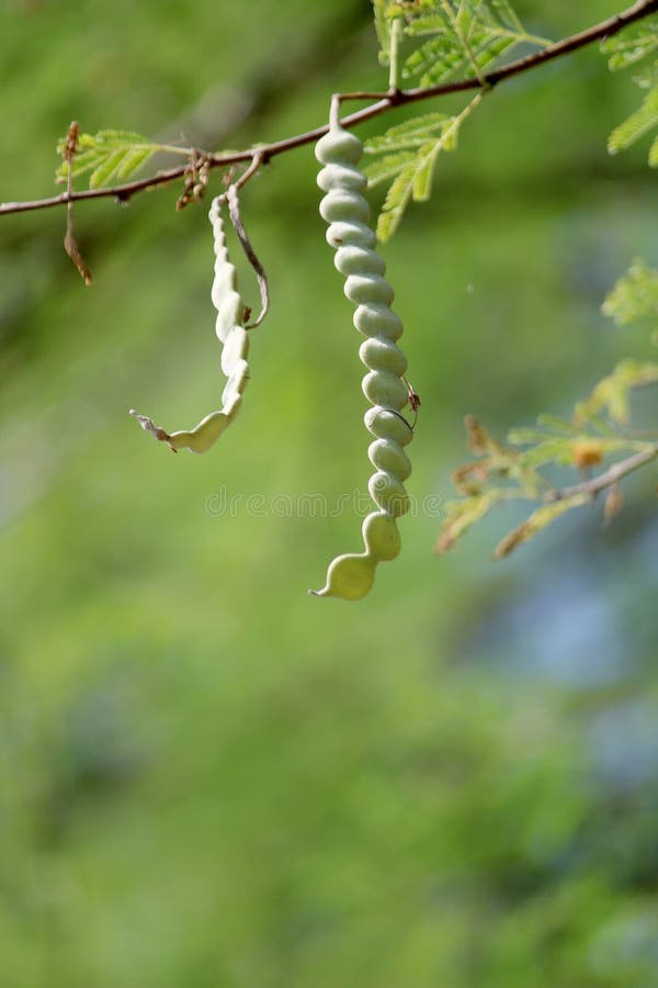 Gum Arabic Pods Hanging on the Tree Stock Photo - Image of acacia ...