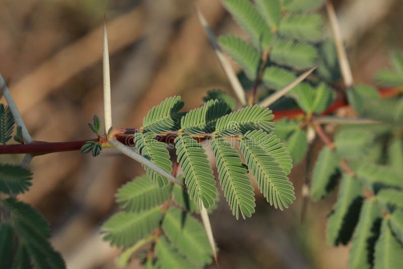 Gum Arabic Tree Leaf Closeup Stock Image - Image of nature, thorn ...