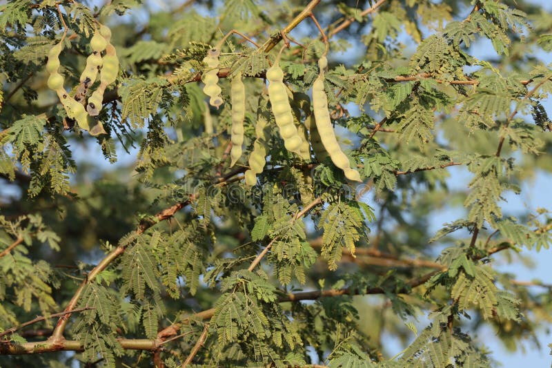 Gum Arabic Tree with Seed Pods Stock Photo - Image of arabic, dryland ...