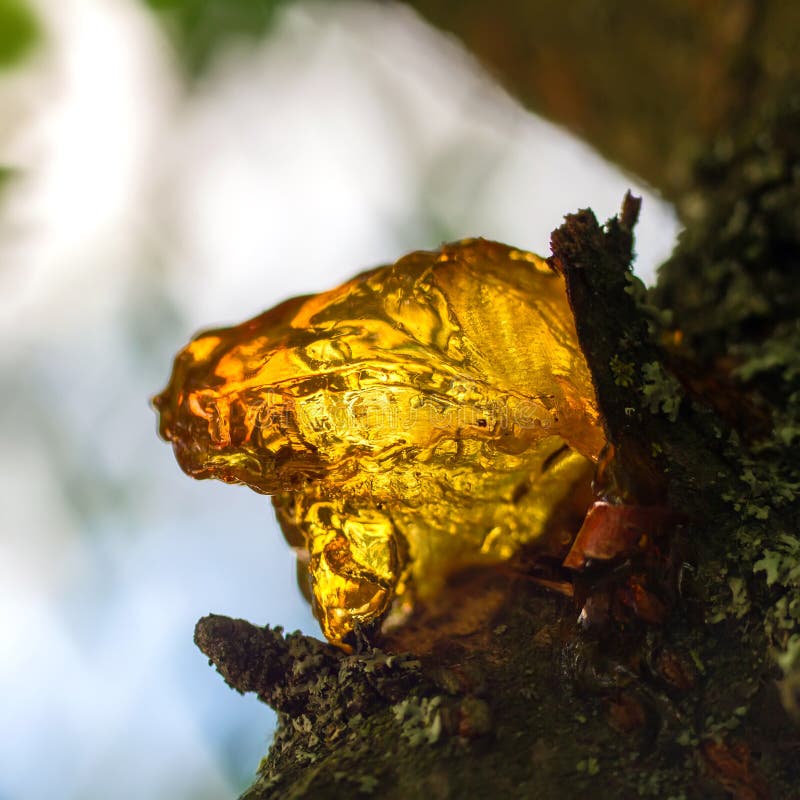 Gum Close-up. Congealed Sticky Juice of a Fruit Tree Stock Photo ...