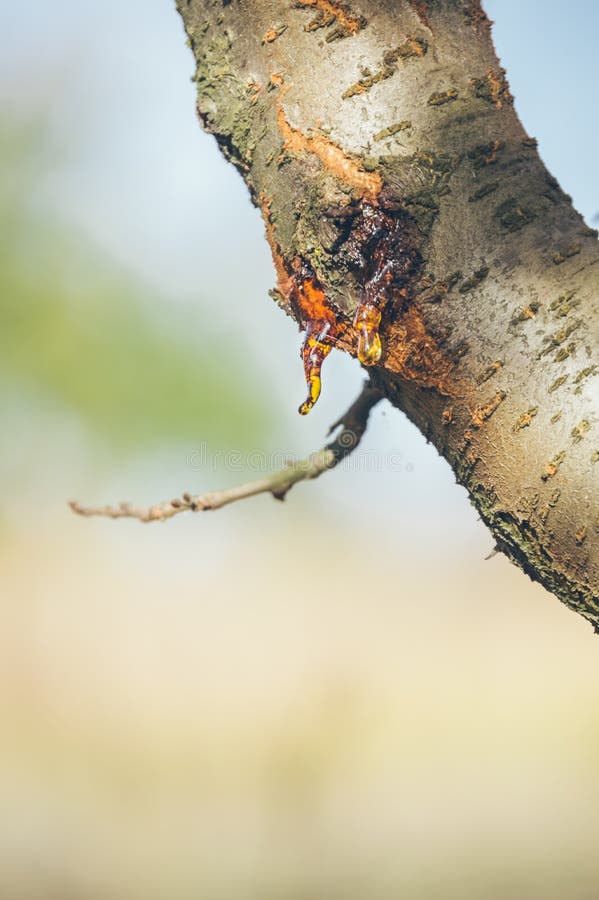 Gum on Damaged Bark of Apricot Tree. Gum Treatment Stock Photo - Image ...