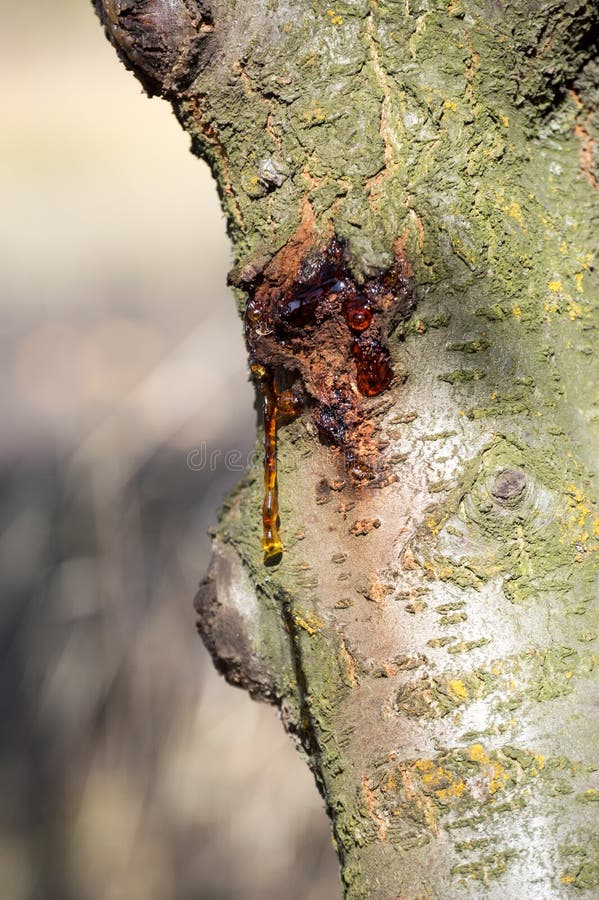 Gum on Damaged Bark of Apricot Tree. Gum Treatment Stock Photo - Image ...