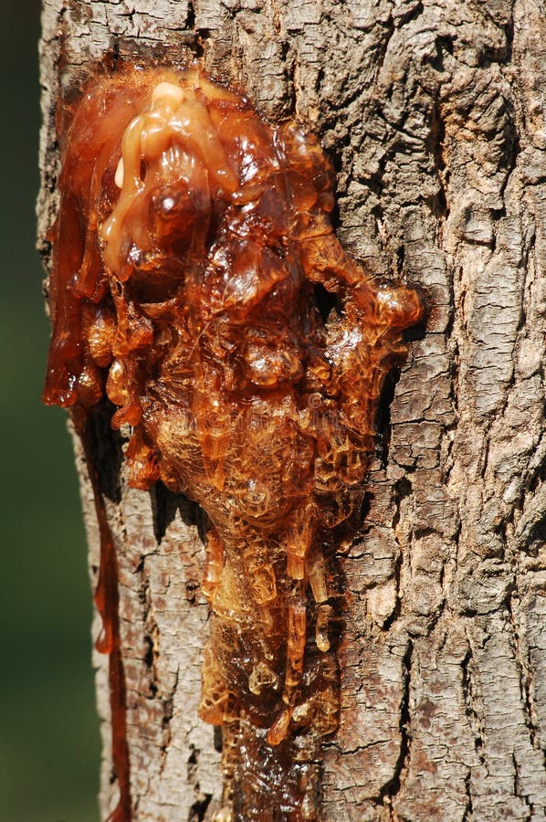 Glue on a Tree Trunk Texture in Nature Stock Photo - Image of leaf ...
