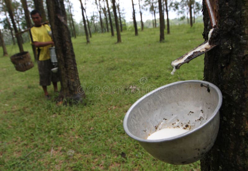 Gum editorial stock image. Image of plant, tree, farmer - 32067304