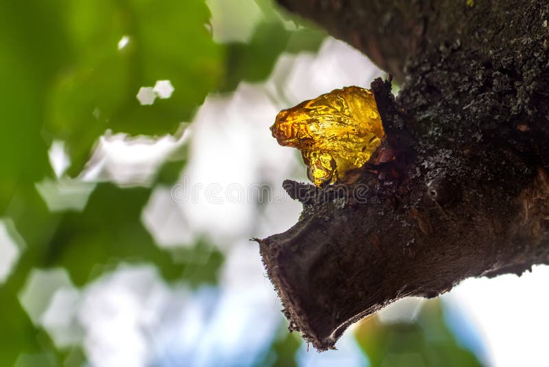 Gum. Frozen Sticky Sap of a Tree Stock Image - Image of bark, flora ...