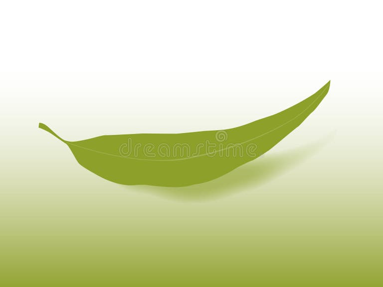 Gum Leaf Stock Illustrations – 3,015 Gum Leaf Stock Illustrations ...