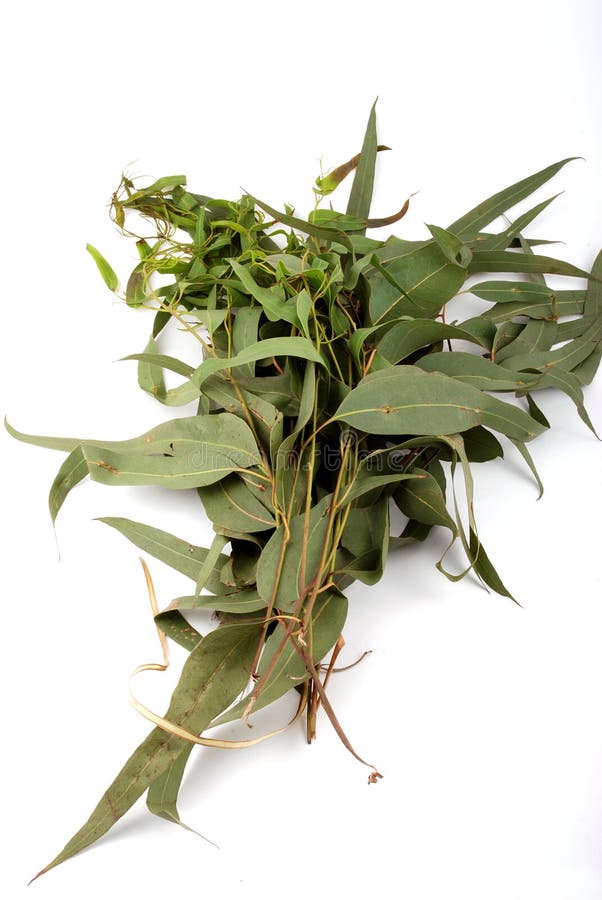 53+ Gum leaf Free Stock Photos - StockFreeImages