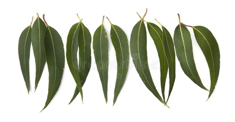 Gum Leaf Border stock photo. Image of background, australia - 14857174