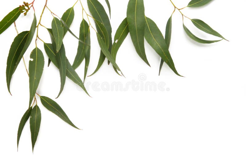 Gum Leaf Border stock image. Image of leaf, eucalypt, leaves - 5273585