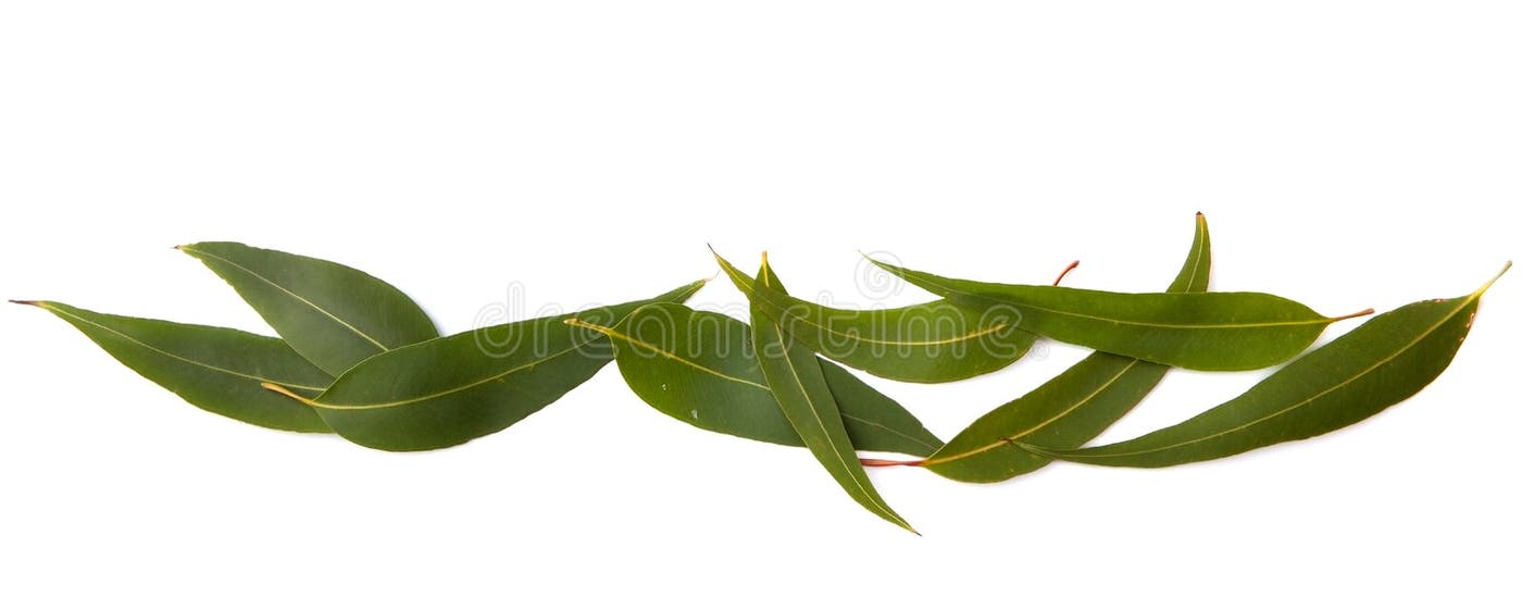 234 Gum Leaf Border Stock Photos - Free & Royalty-Free Stock Photos ...