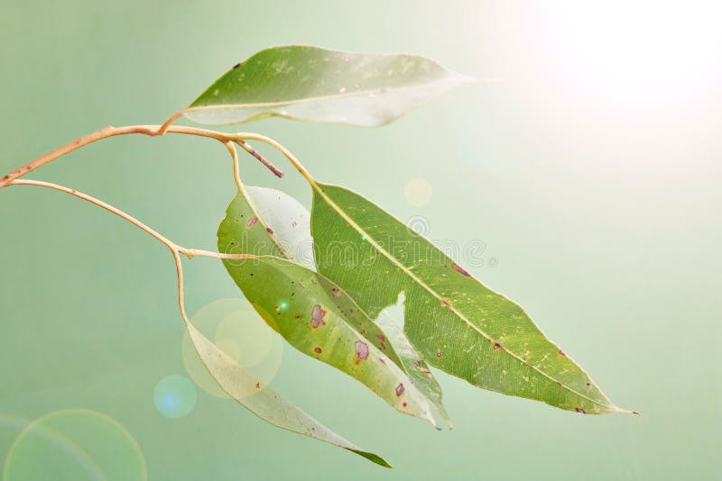 Gum Leaves - Stock Image - Everypixel