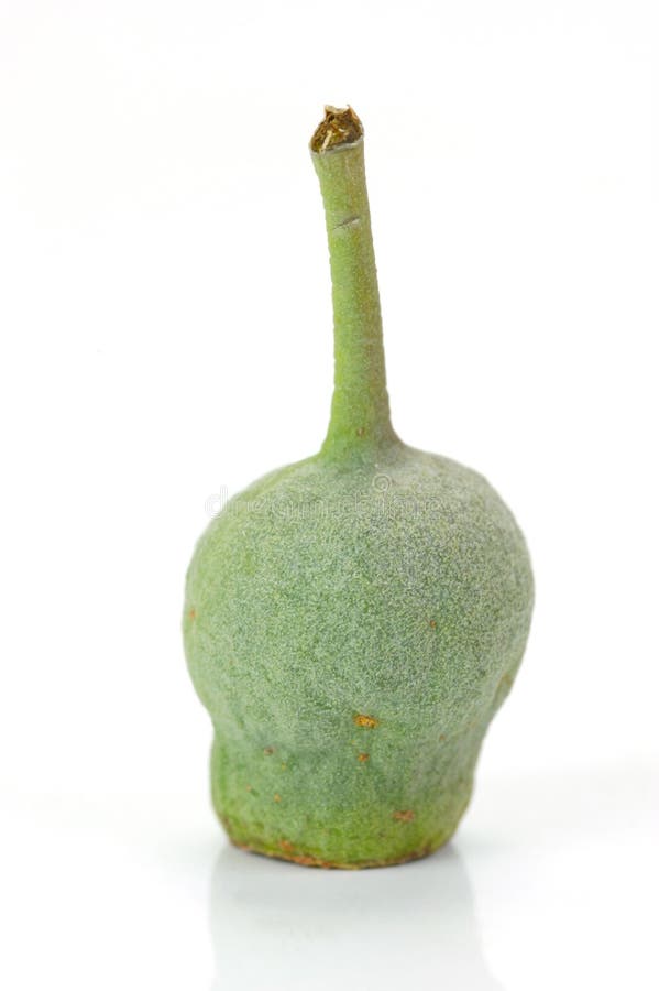 Australian Eucalyptus Corymbia Summer Red Gum Nuts Stock Photo - Image ...