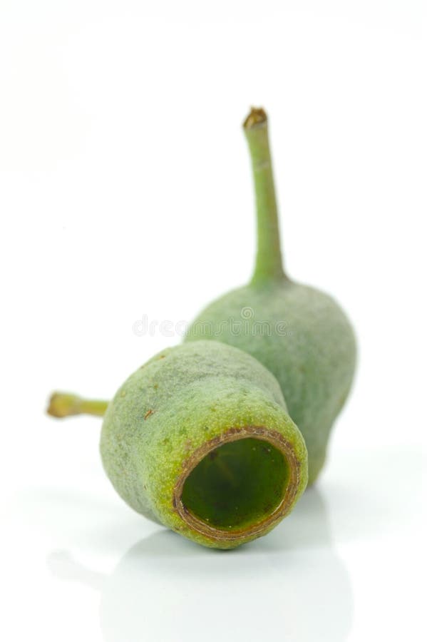 Australian Eucalyptus Corymbia Summer Red Gum Nuts Stock Photo - Image ...