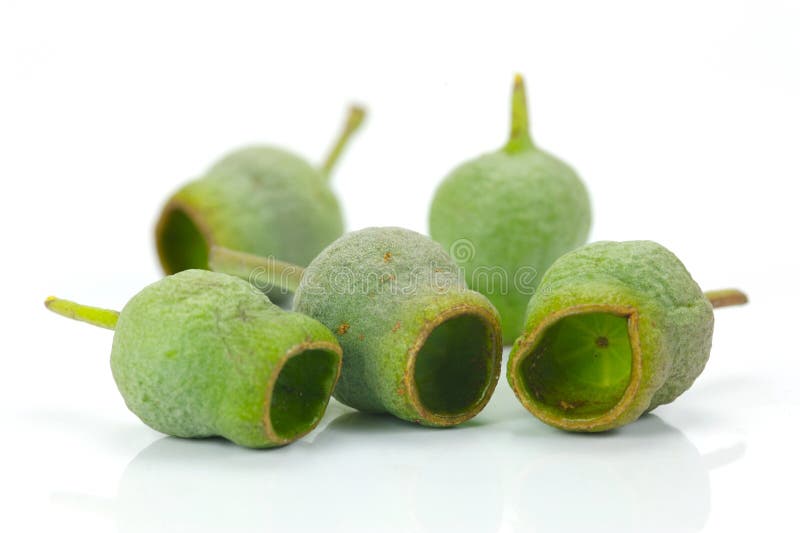 Gum Leaves stock vector. Illustration of vector, tree - 20721652