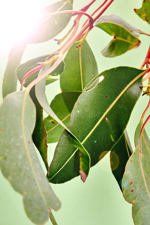 Gum Nuts stock photo. Image of nature, white, isolated - 98349198