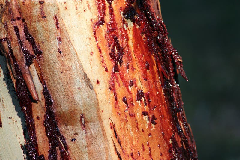 Gum Oozing From A Eucalypt Tree Trunk Stock Photo - Image of eucalypt ...