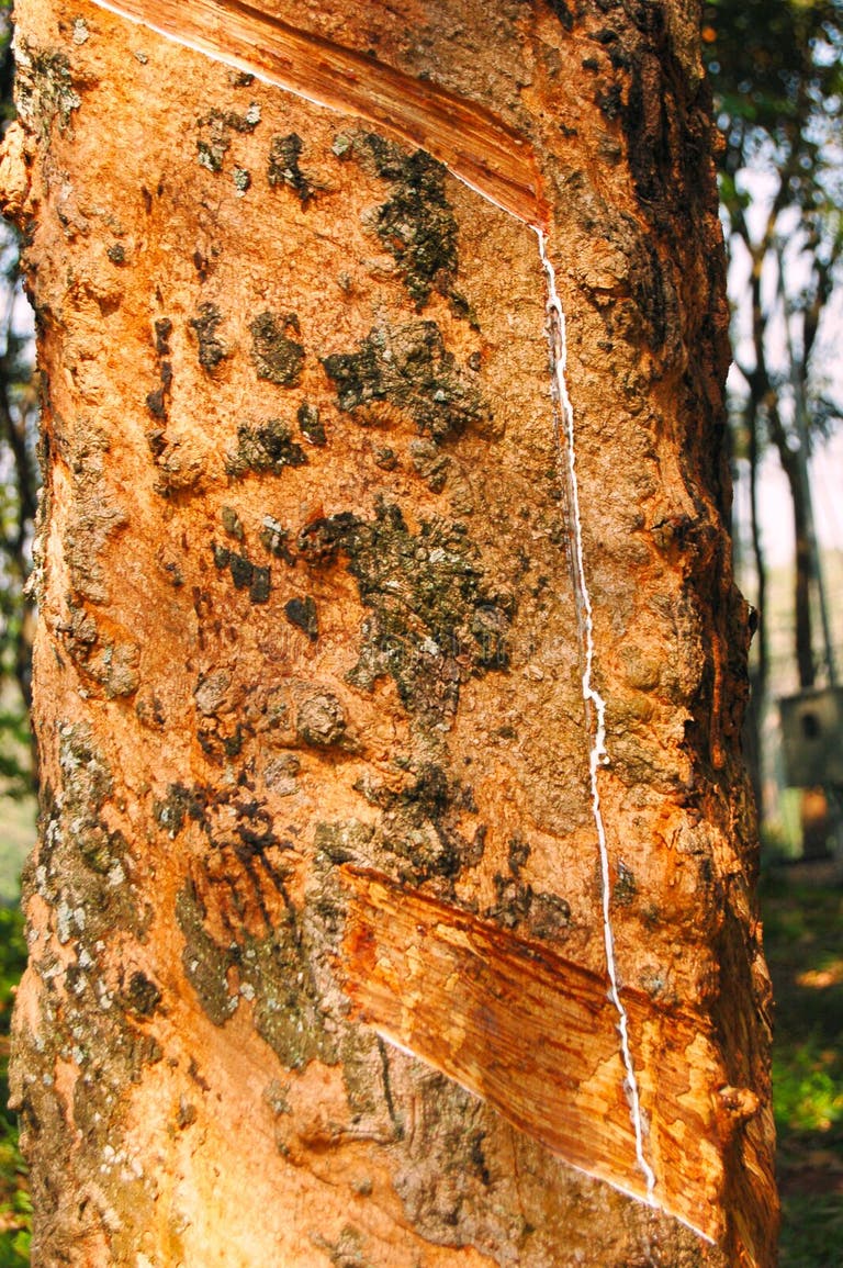 9,182 Rubber Tree Wood Stock Photos - Free & Royalty-Free Stock Photos ...