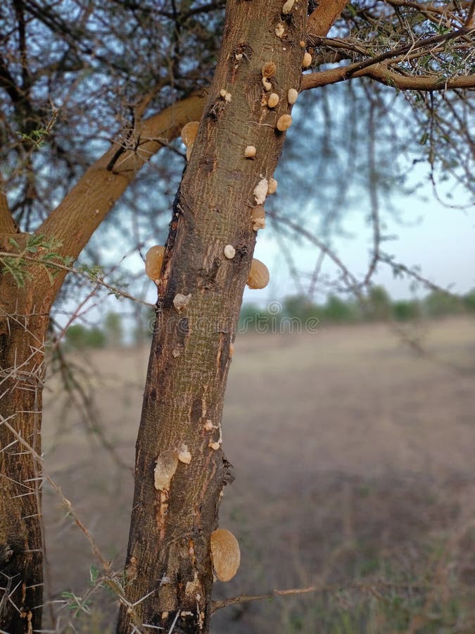 Gum Seeping through he Bark of a Wattle Tree Stock Image - Image of ...