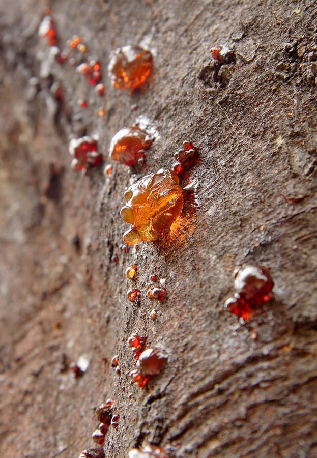Gum Seeping through he Bark of a Wattle Tree Stock Image - Image of ...