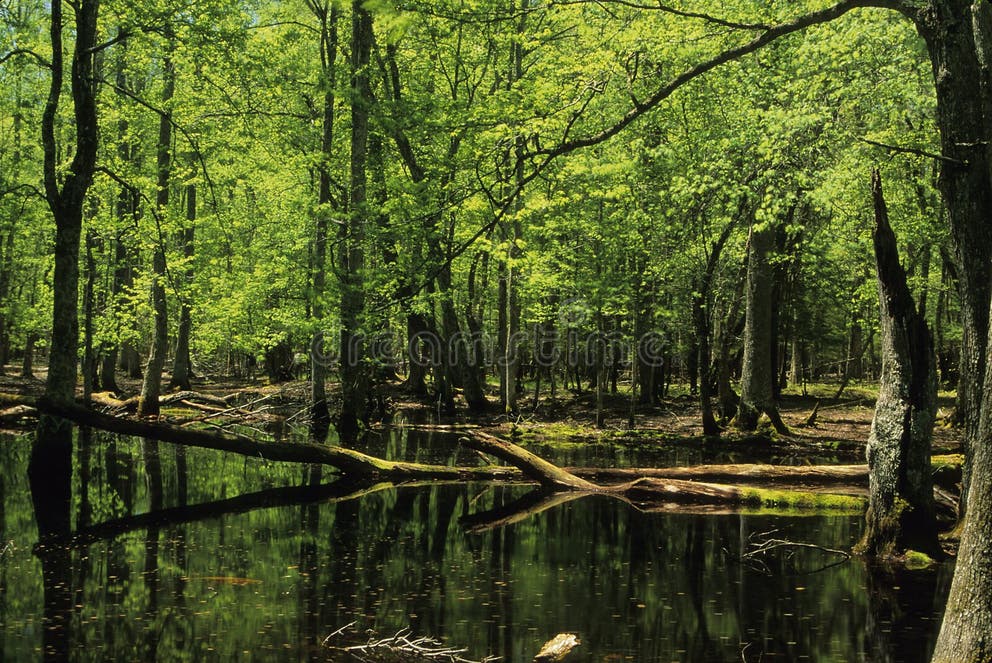 Gum Swamp stock image. Image of ecosystem, cove, beauty - 45191