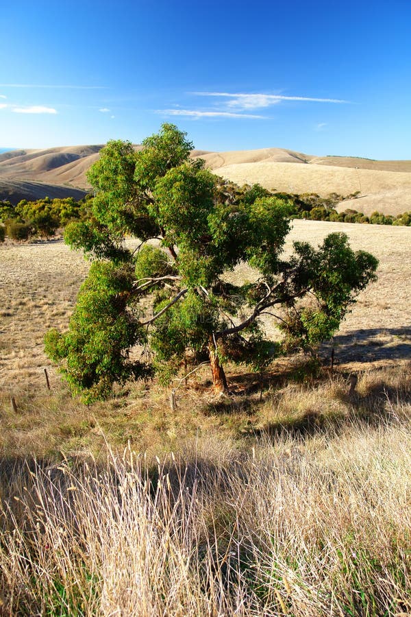 Gum Tree Picture. Image: 2224522