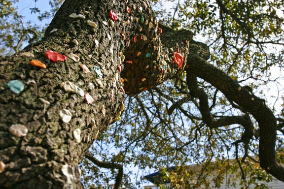 Gum tree stock photo. Image of flora, branch, upward, climbing - 466710