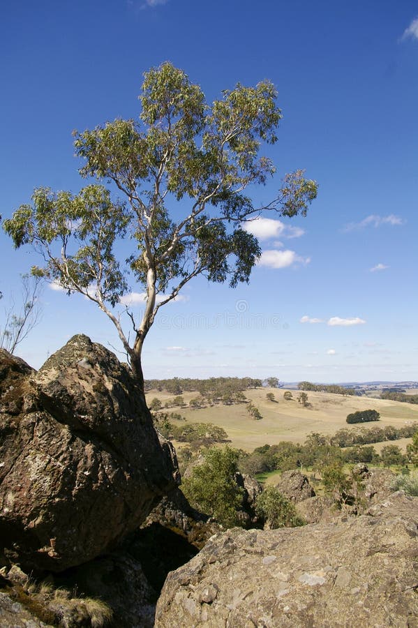 Gum Tree Picture. Image: 5723559