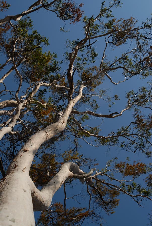 Ghost Gum Tree stock photo. Image of tall, shade, eucalyptus - 1115578