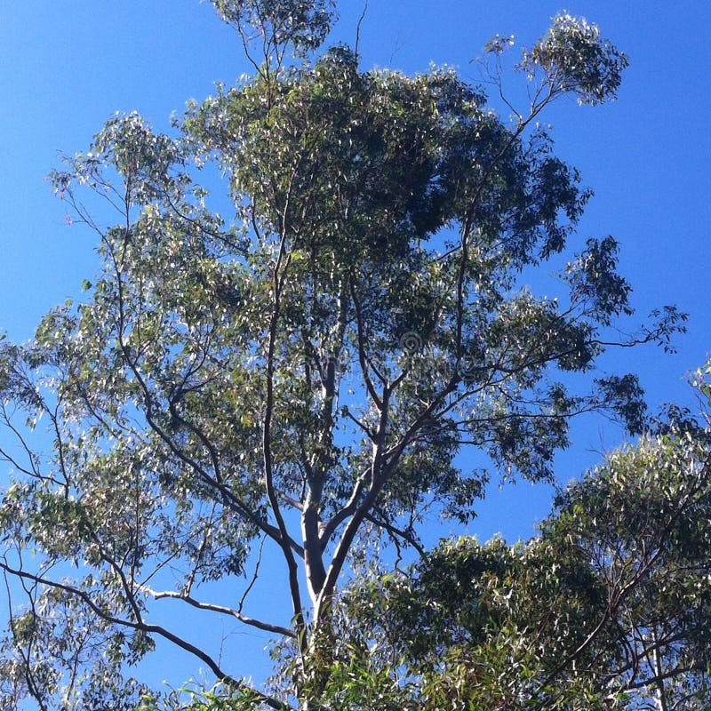 Gum tree stock photo. Image of tree, blue, deep - 78587640