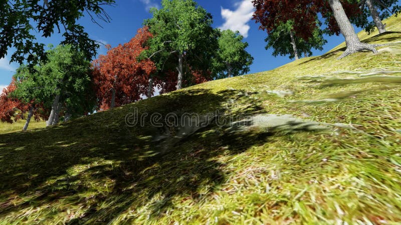 Gum tree animation stock video. Video of tree, beautiful - 69936317