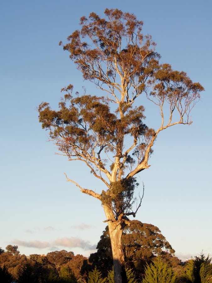Gum tree stock image. Image of nature, tree, garden, forest - 42483257