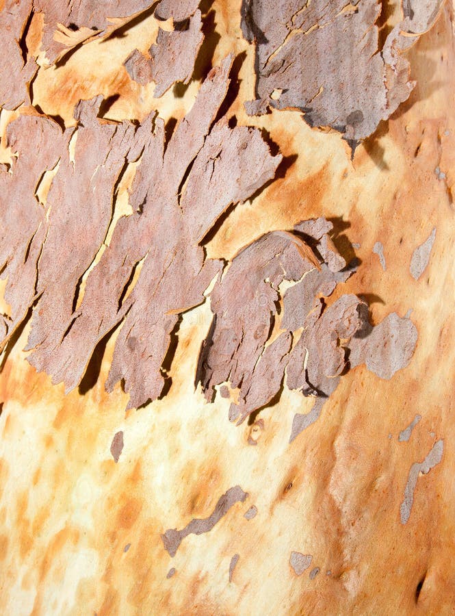Gumtree bark stock image. Image of wood, australia, gumtree - 60930265