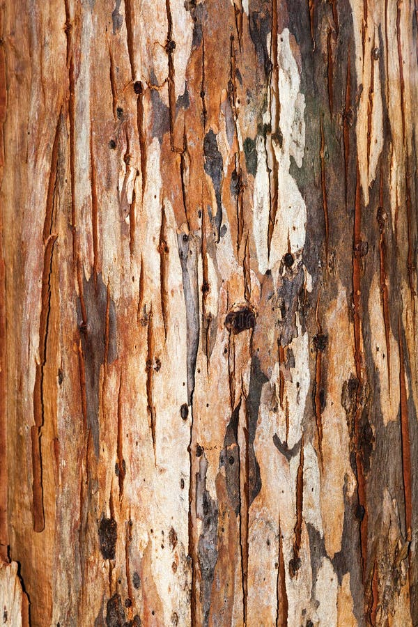 Gum Tree Bark Stock Photos - Download 1,458 Royalty Free Photos