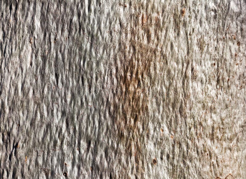 Gum Tree Background Great Texture Stock Photos - Free & Royalty-Free ...