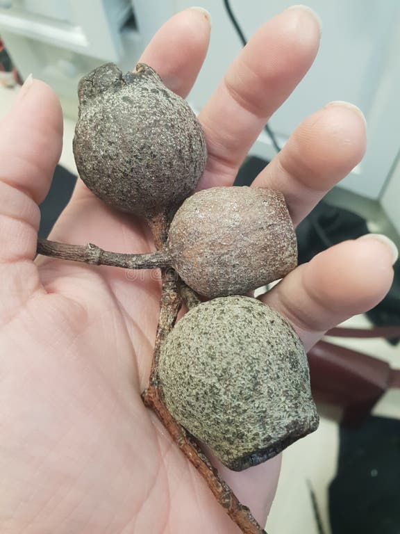 Nuts stock image. Image of tree, nuts, hand - 129944643