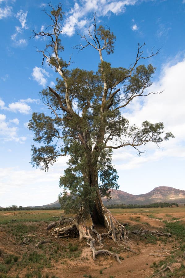 Gum Tree (Eucalyptus Camaldulensis), Australia Stock Image - Image of ...